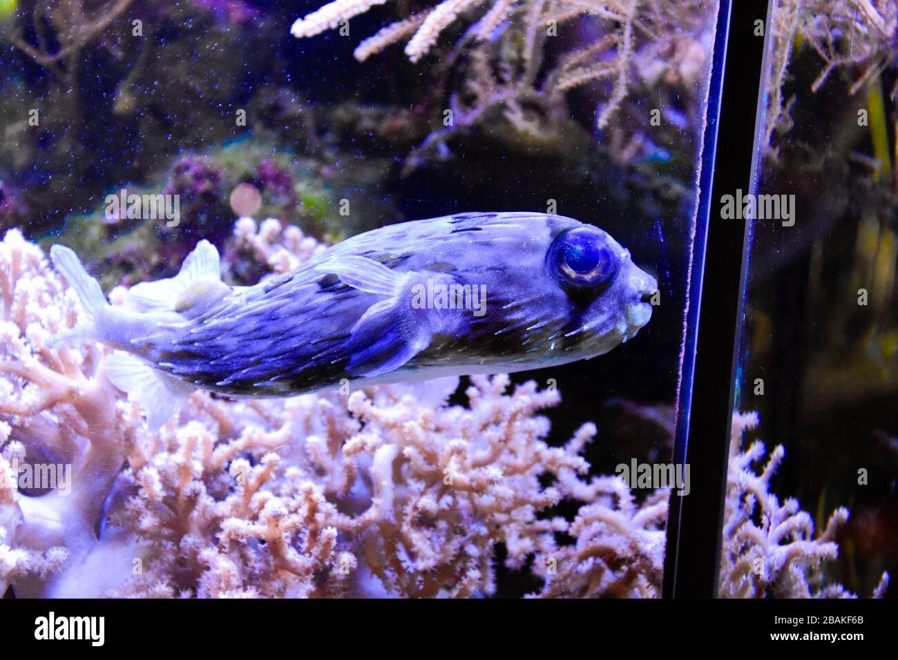 The blackspotted puffer (Arothron nigropunctatus). The dog-faced puffer ...