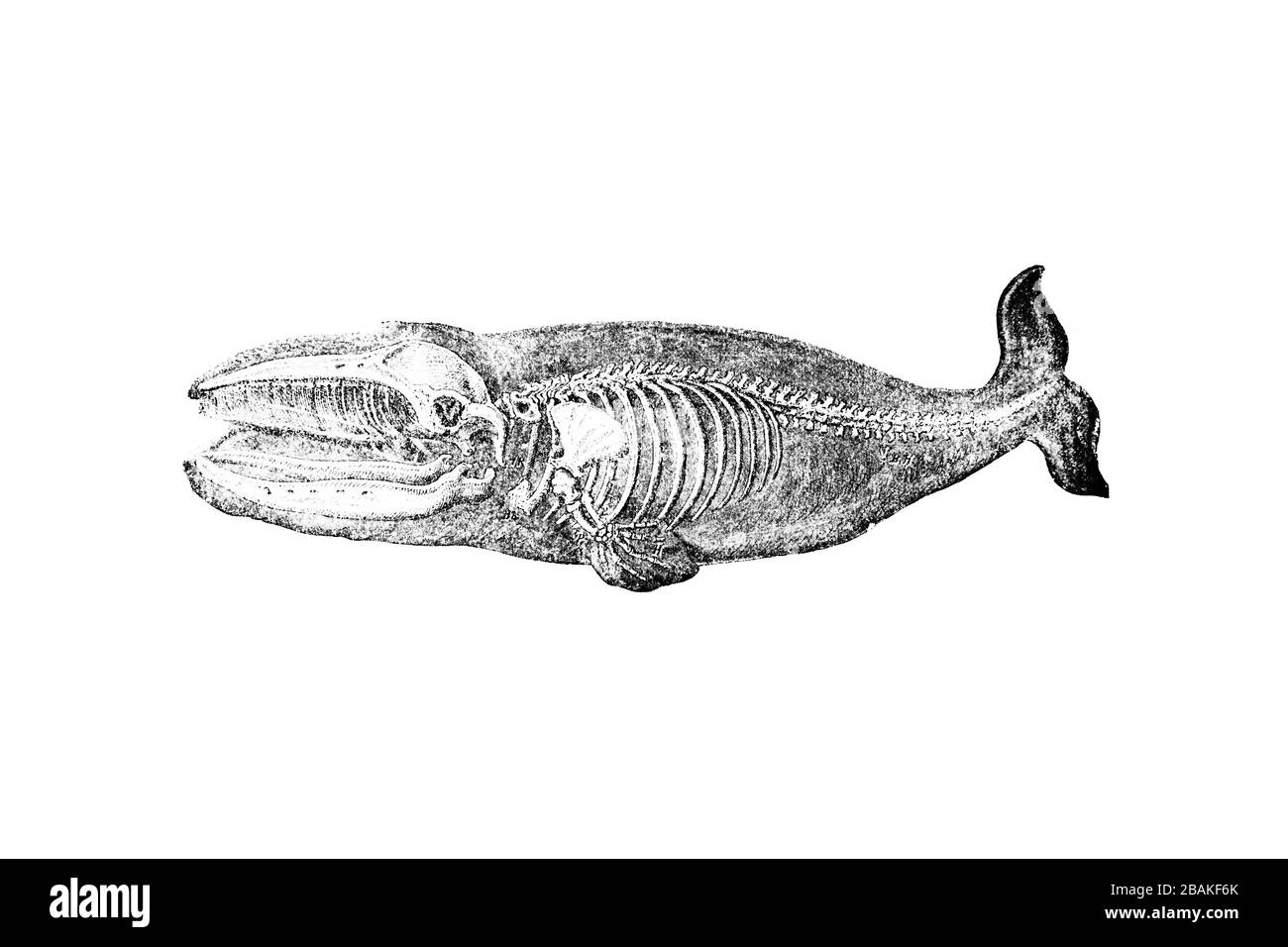 Whale skeleton illustration hi-res stock photography and images - Alamy