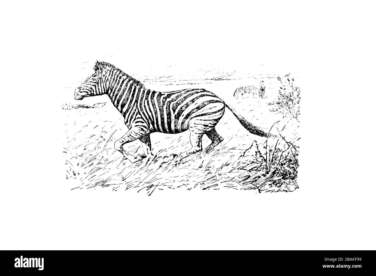 Vintage engraved illustration zebra hi-res stock photography and images ...