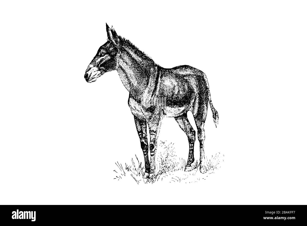 DONKEY - Vintage Engraved Illustration 1889 Stock Photo - Alamy