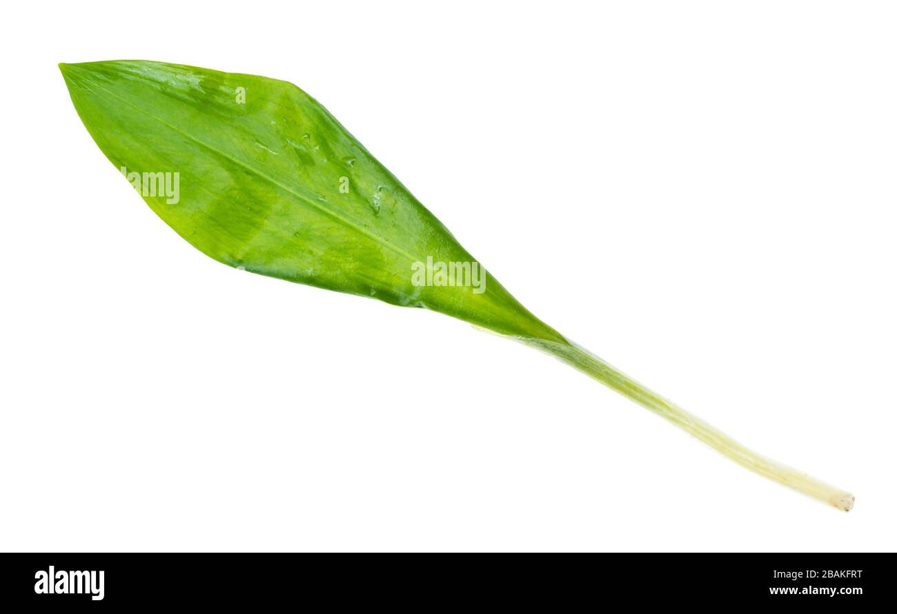 leaf of fresh wild garlic (ramson) cutout on white background Stock ...