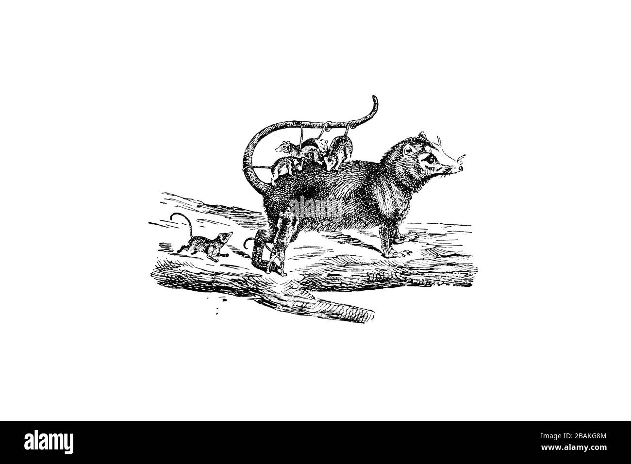 OPOSSUM Didelphis dorsigera - Vintage Engraved Illustration 1889 Stock ...