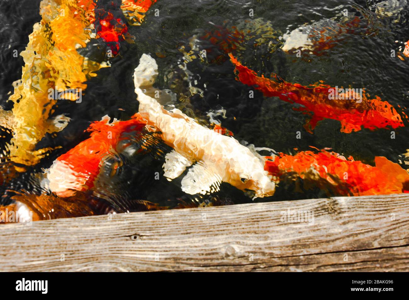 KOI Carp or nishikigoi. Colored varieties of Amur carp (Cyprinus ...