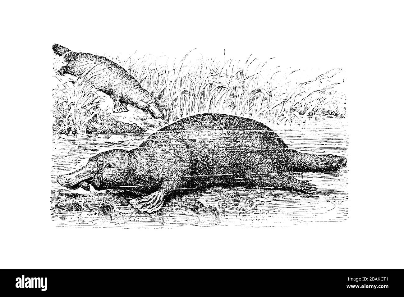 Ornithorhynchus anatinus wild Cut Out Stock Images & Pictures - Alamy