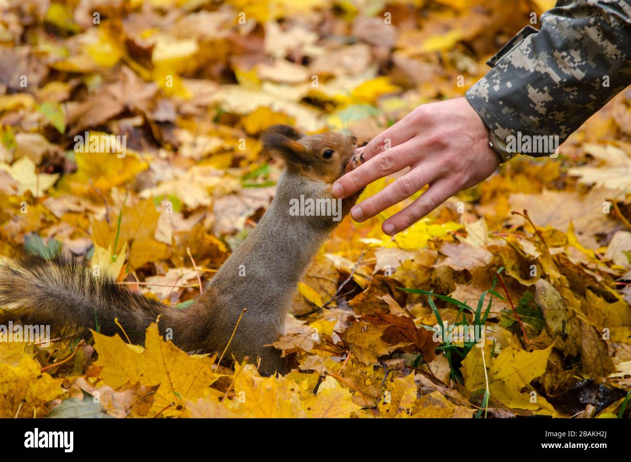feeding a red squirrel Stock Photo - Alamy