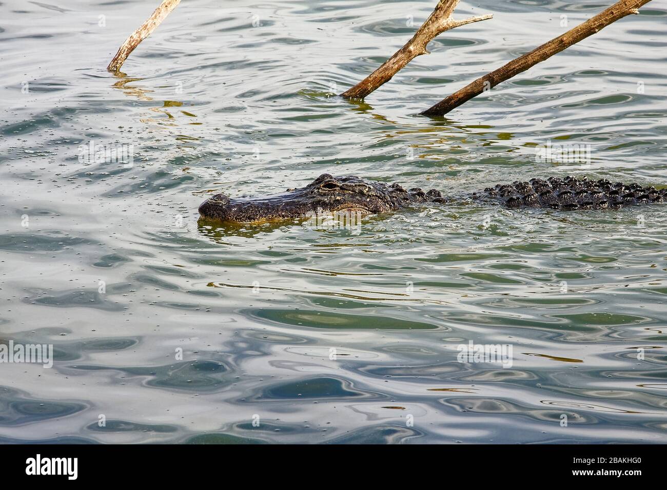 American alligator; rough skin, swimming, water, bubbles, nature ...