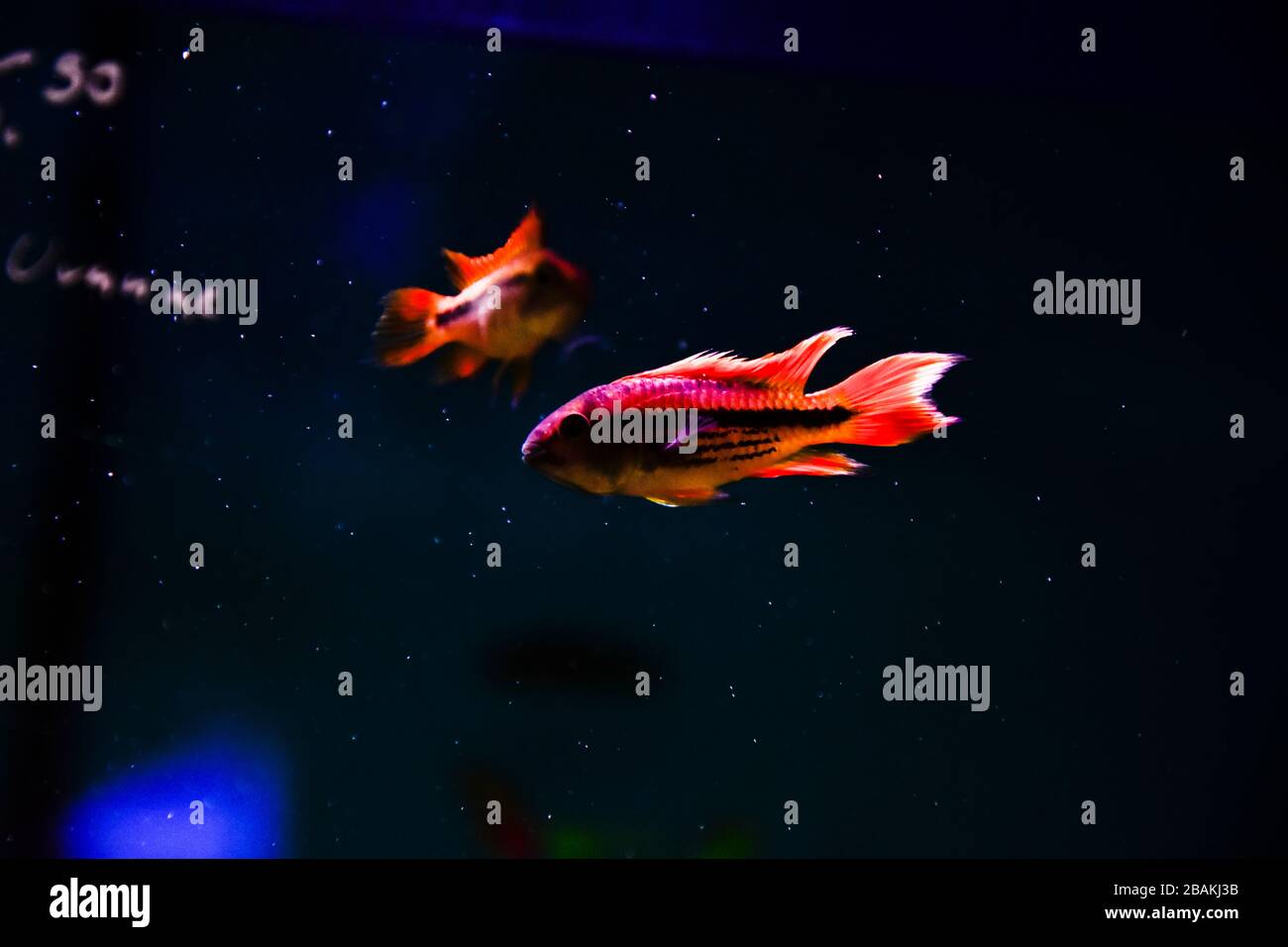 Freshwater aquarium fish, endemic cichlid fish from African lake and ...