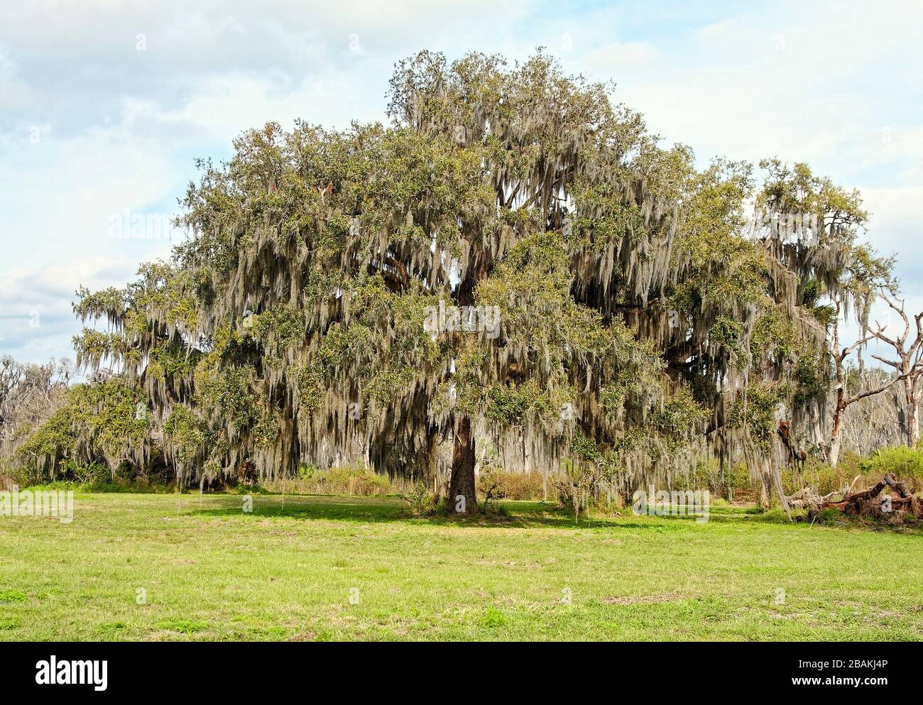 tree, large, spreading, majestic, draped with Spanish moss, Tillandsia ...