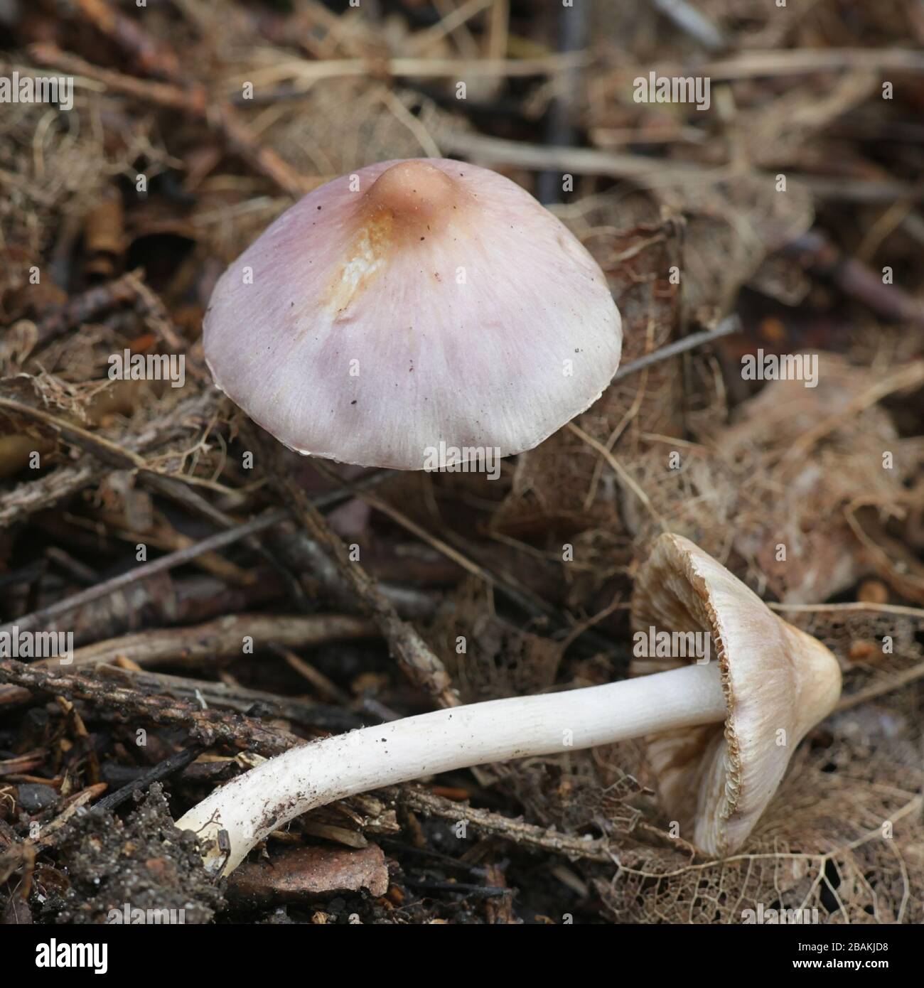 Inocybe geophylla hi-res stock photography and images - Alamy