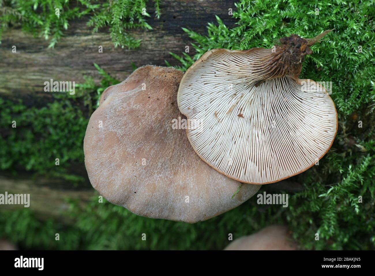 Lentinellus ursinus, commonly called the Bear Lentinus, wild mushroom ...