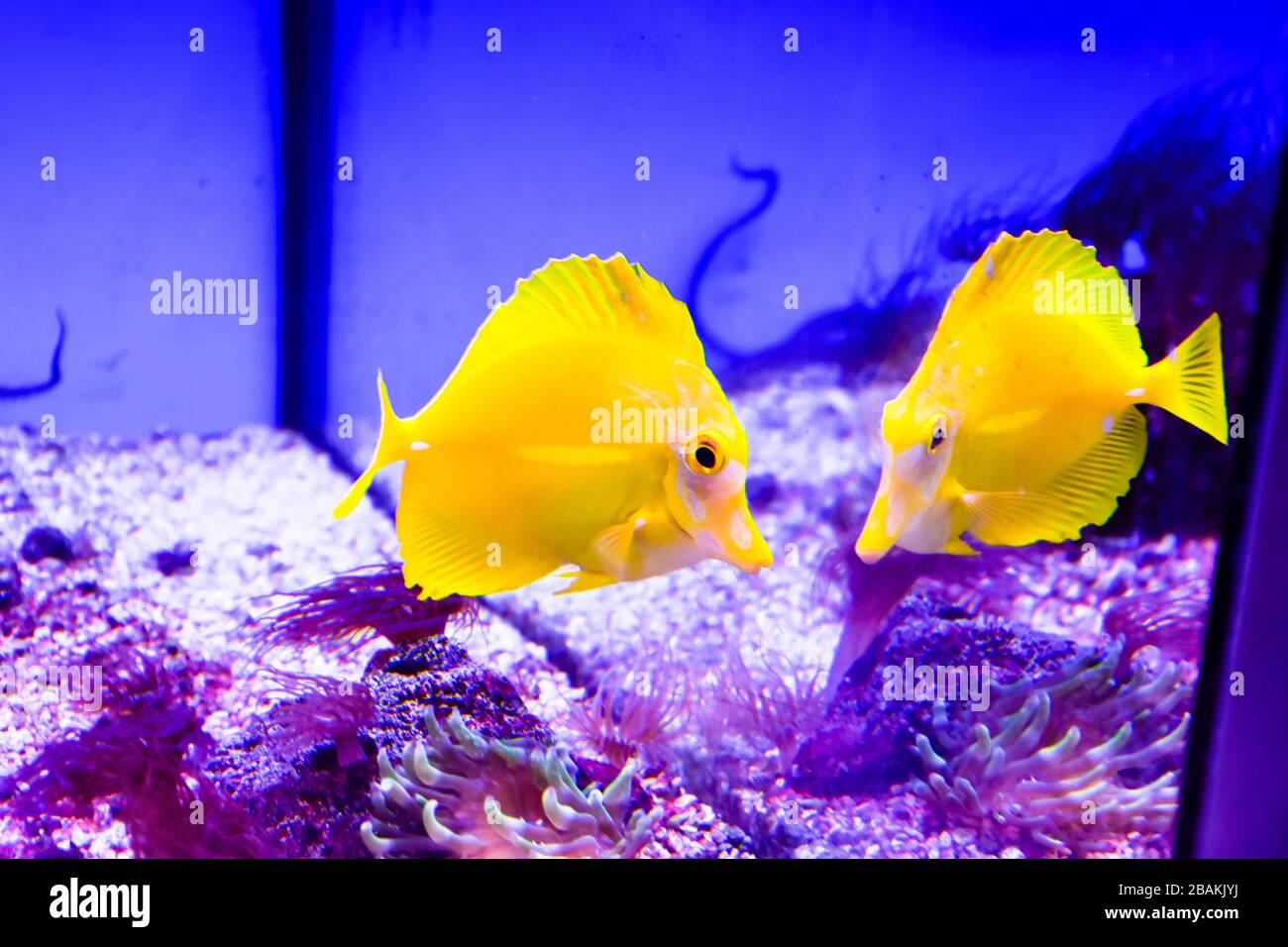 The yellow tang (Zebrasoma flavescens), salt water yellow aquarium fish ...