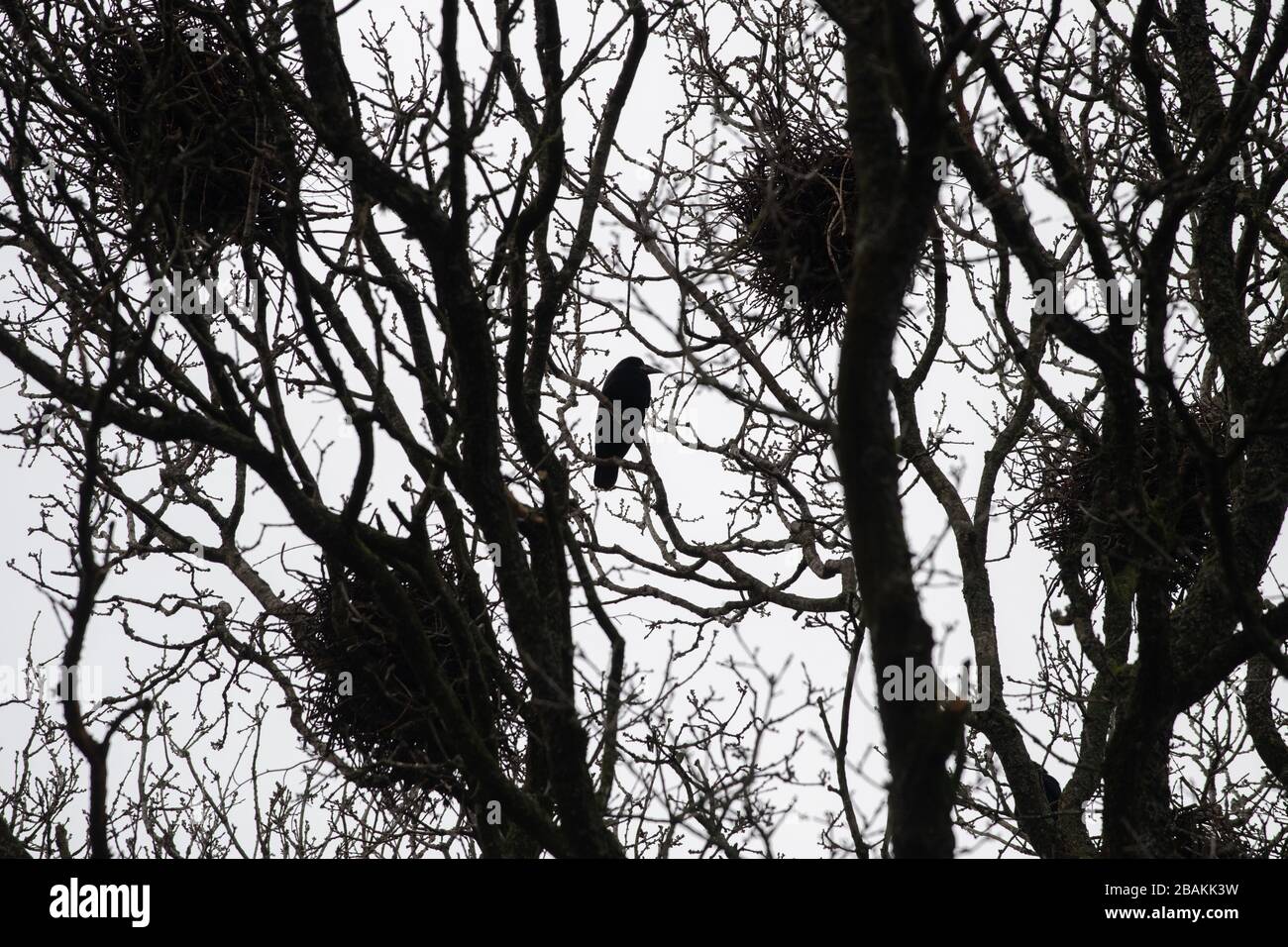 Rookery uk hi-res stock photography and images - Alamy