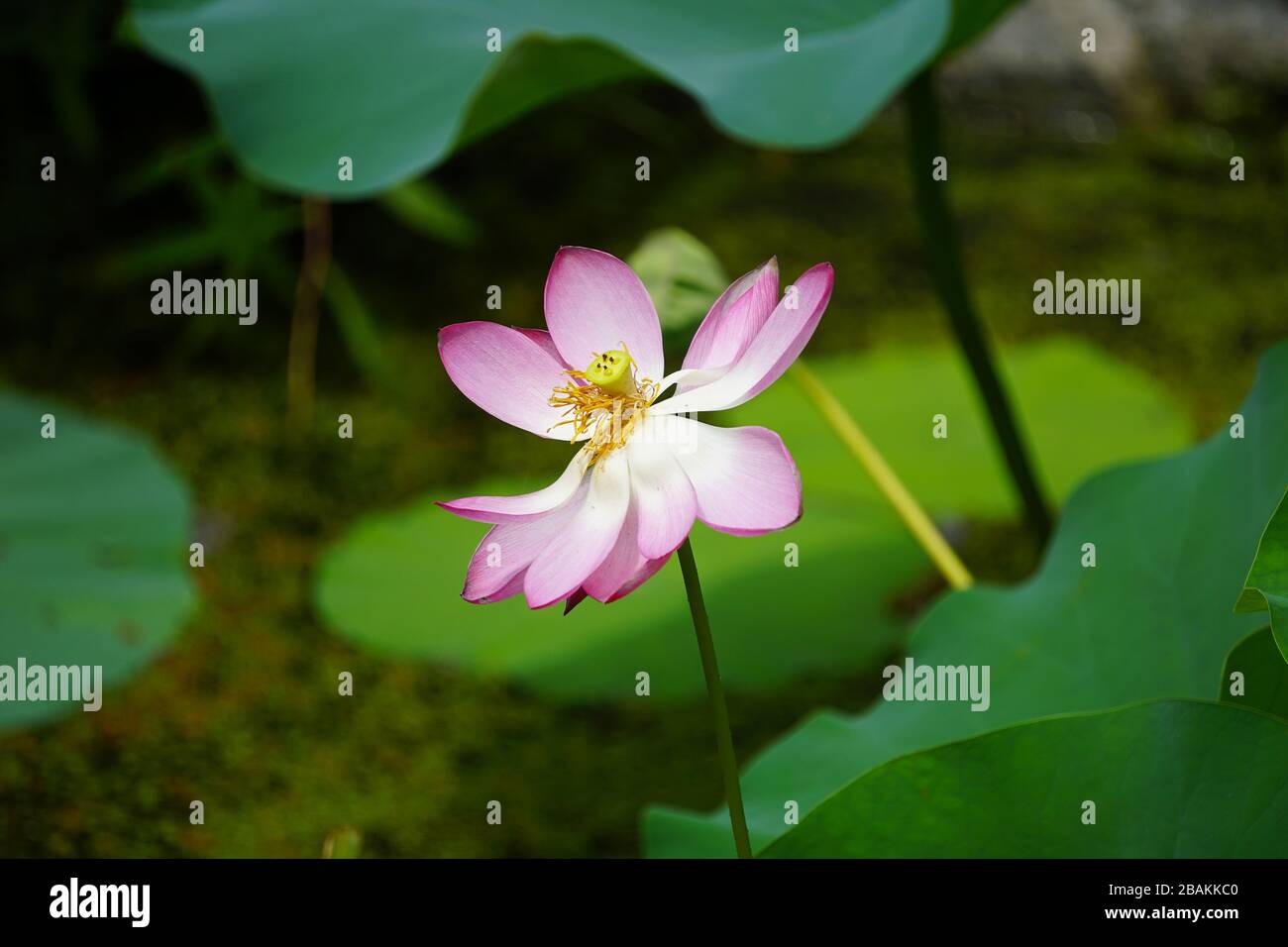 bridge, calibrations, check sample, circle, compliance, compressive ...