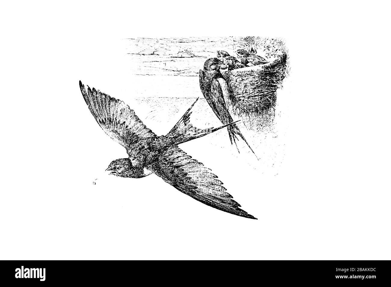 Barn Swallow Drawing