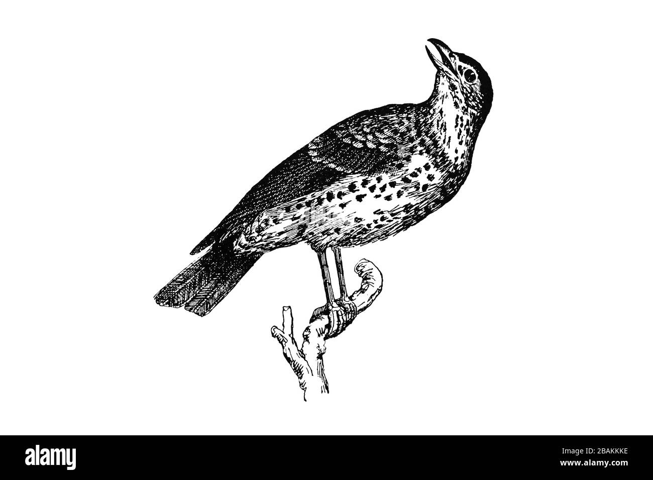 SONG THRUSH (Turdus musicus) - Vintage Engraved Illustration 1889 Stock ...