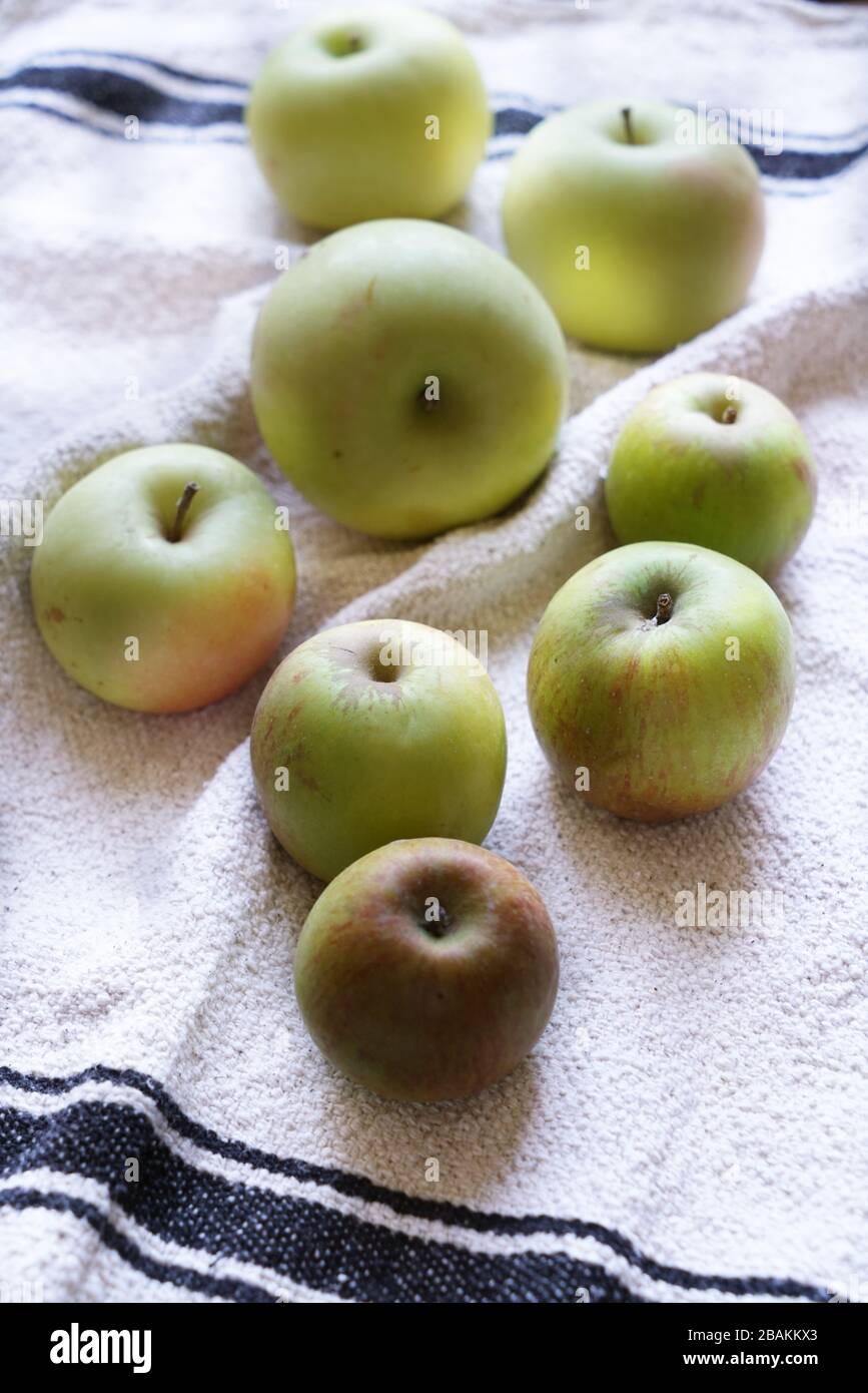 Ancient umbrian apples, cultivated with the use of ancient seeds ...