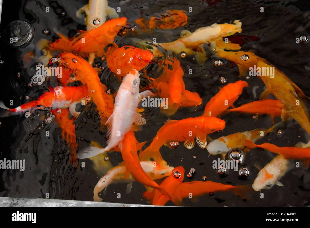 KOI Carp or nishikigoi. Colored varieties of Amur carp (Cyprinus ...