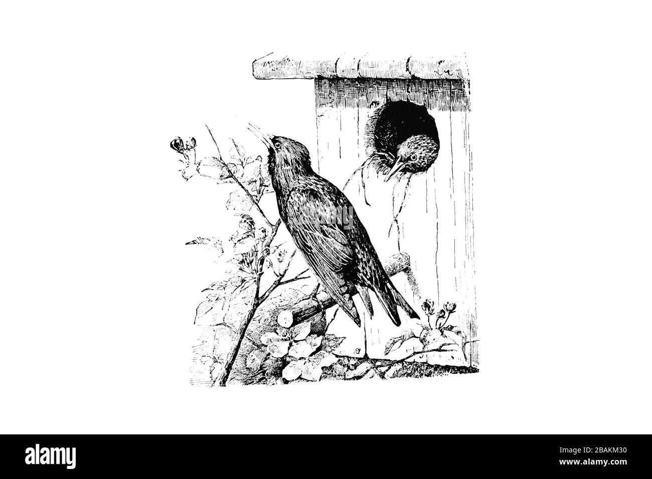Vintage illustration drawing starling bird hi-res stock photography and ...