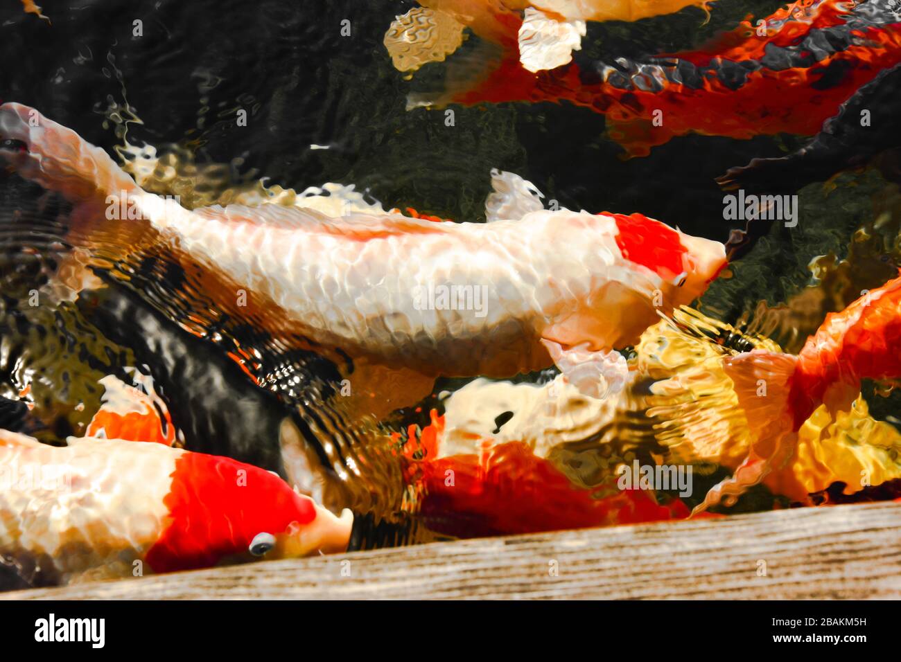 KOI Carp or nishikigoi. Colored varieties of Amur carp (Cyprinus ...