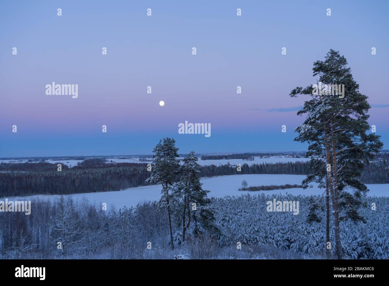 Pine trees snow full tree hi-res stock photography and images - Alamy