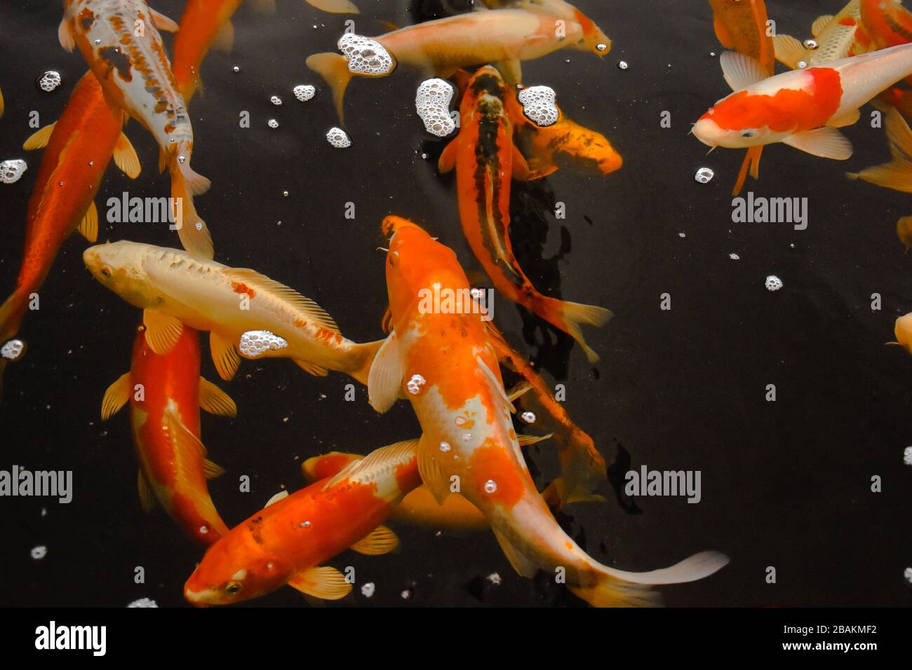 Asagi koi cyprinus carpio hi-res stock photography and images - Alamy