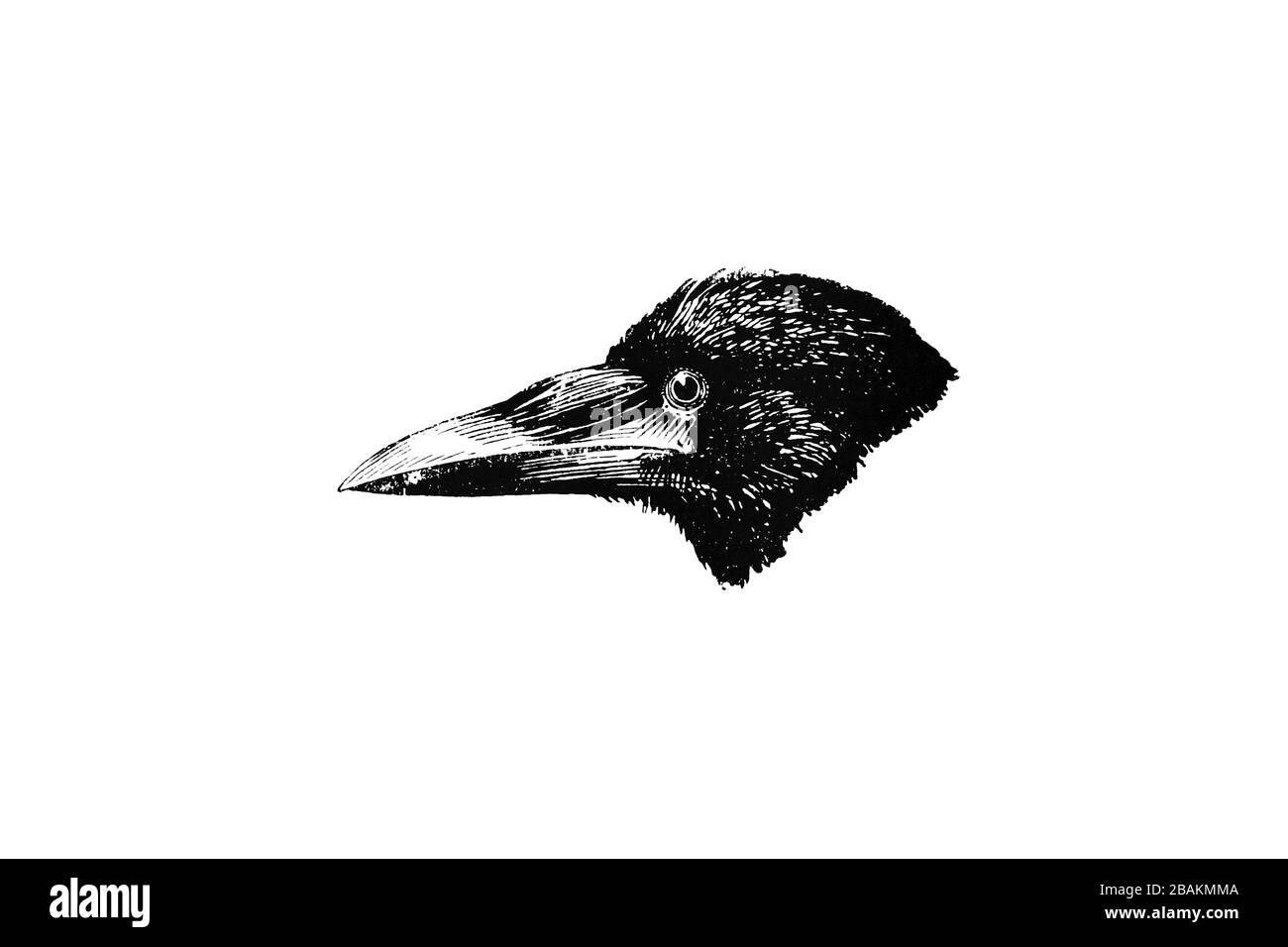 Head of ROOK (Corvus frugilegus) Crow family - Vintage Engraved ...