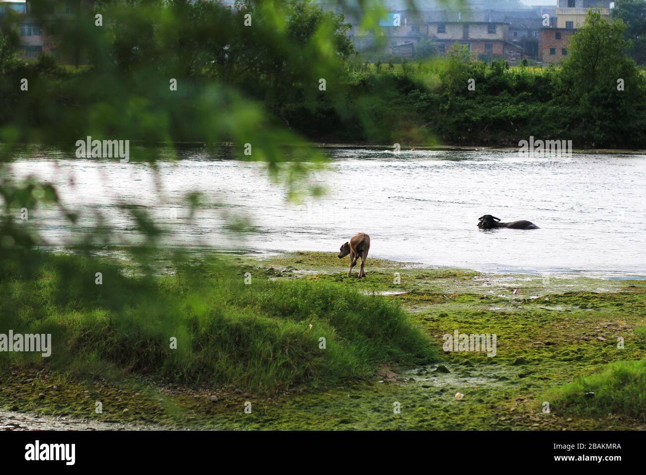 A cow swimming in the river Stock Photo - Alamy