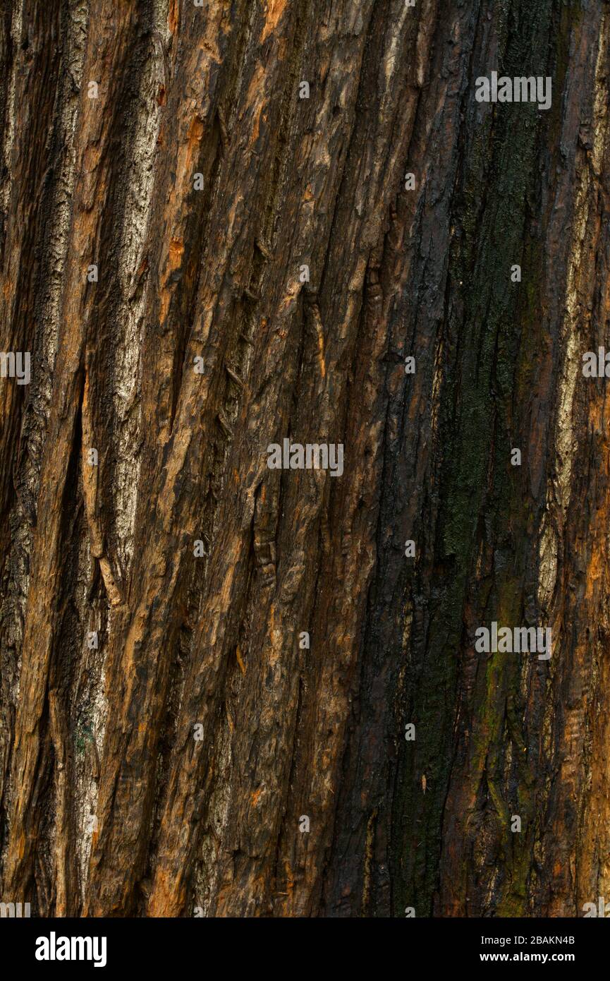 Bark lines hi-res stock photography and images - Alamy