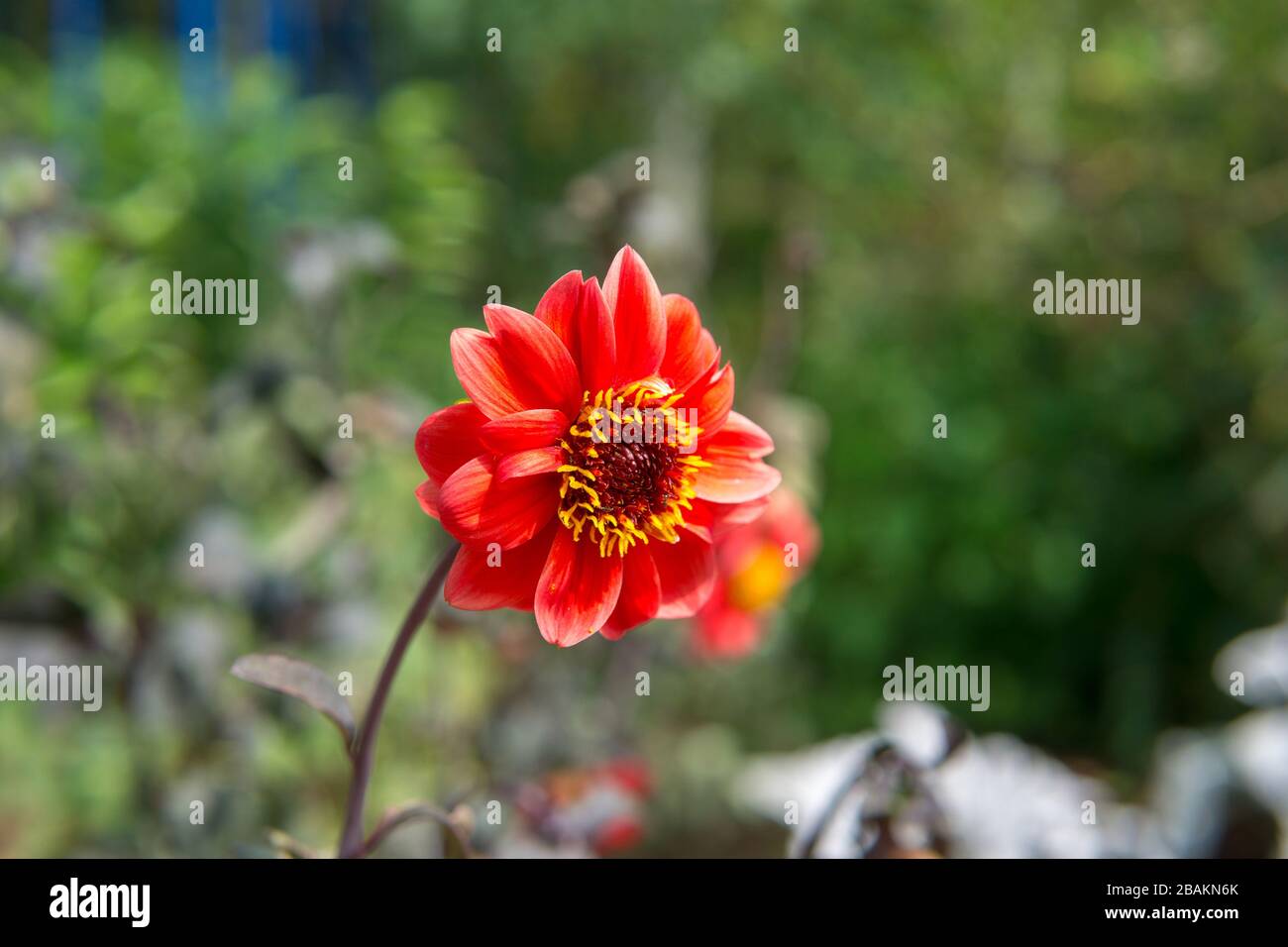 Red Flower Bloom Burst on Garden Colored Background Stock Photo - Alamy
