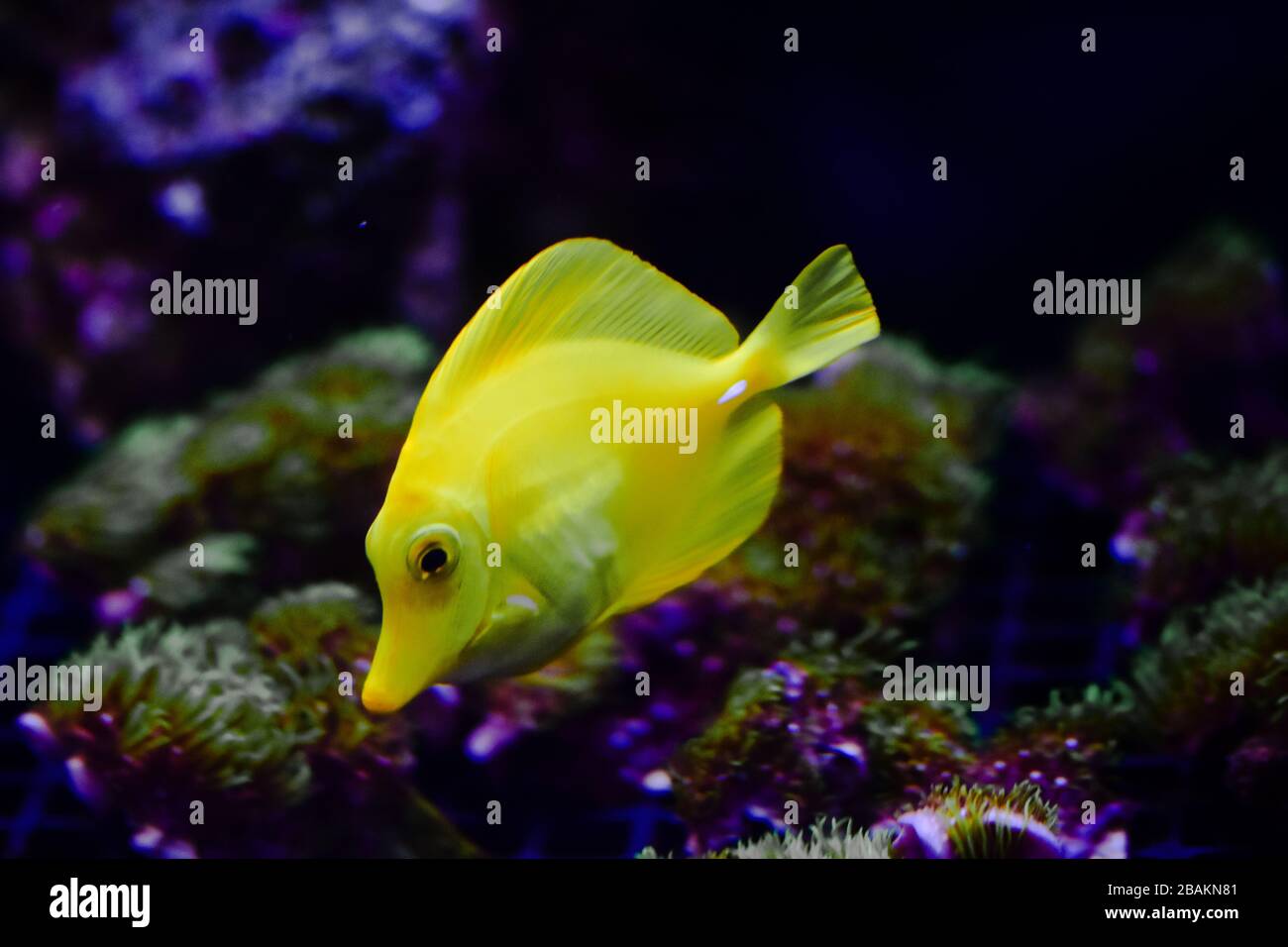 The yellow tang (Zebrasoma flavescens), salt water yellow aquarium fish ...