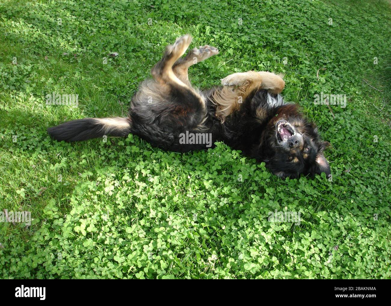 PERRO EN UN CAMPO DE TREBOLES Stock Photo - Alamy