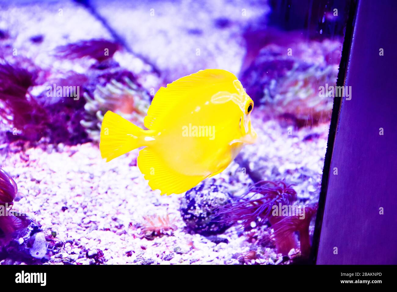 The yellow tang (Zebrasoma flavescens), salt water yellow aquarium fish ...