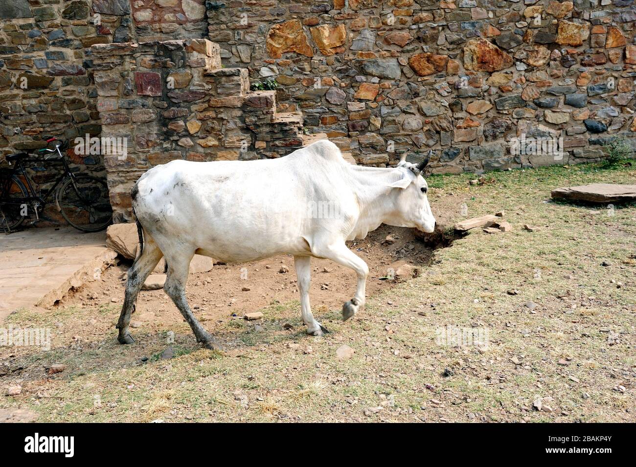 White cattle foraging for food Stock Photo - Alamy