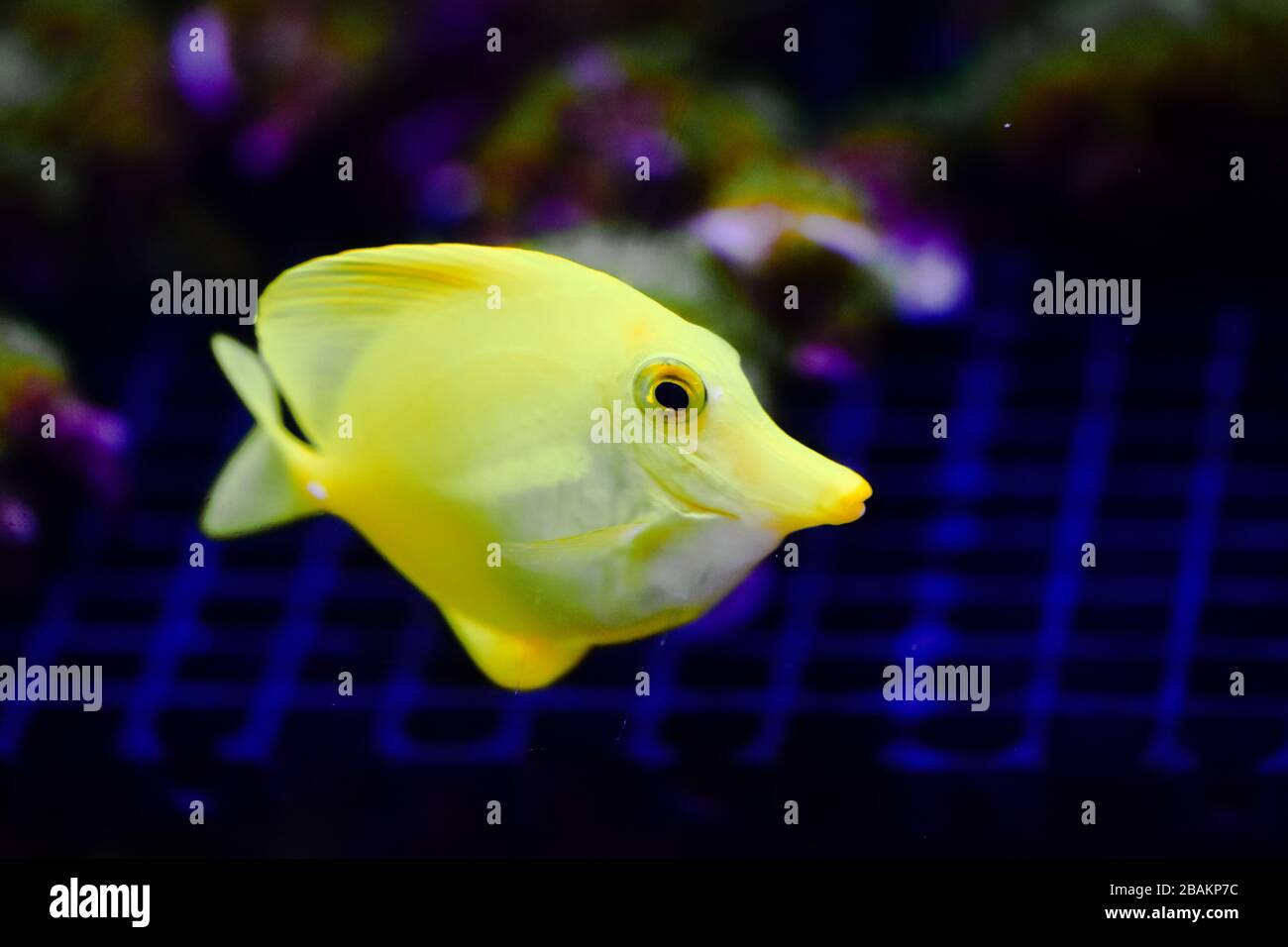 The yellow tang (Zebrasoma flavescens), salt water yellow aquarium fish ...