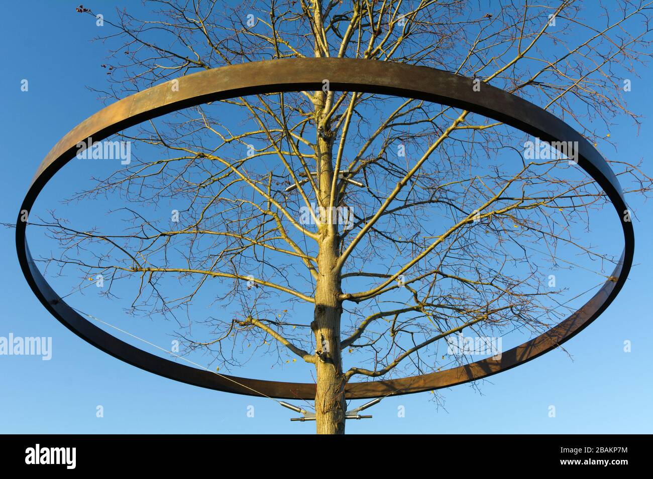 Tree ring hi-res stock photography and images - Alamy