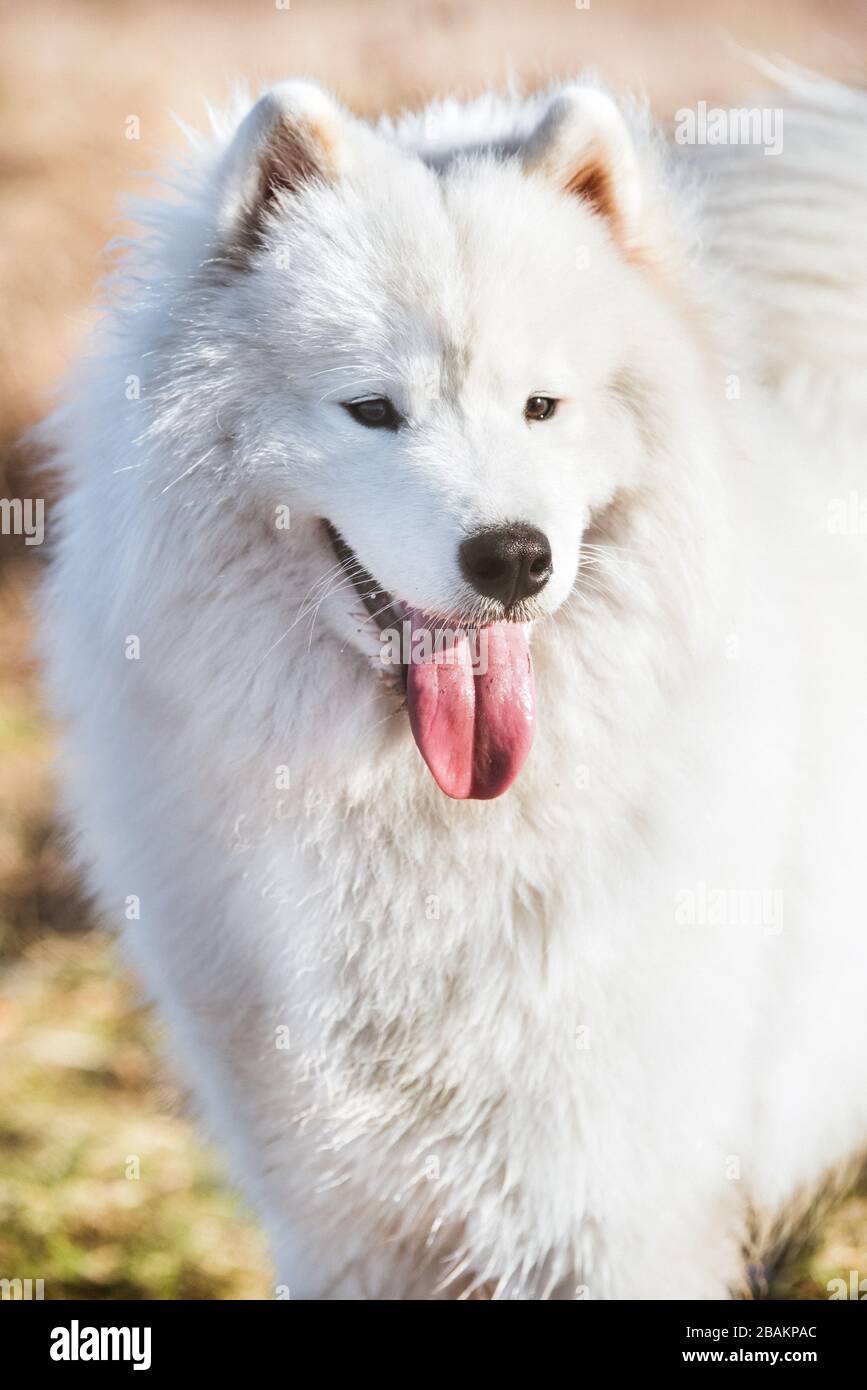 Samoyed dog front view smile portrait close up Stock Photo - Alamy