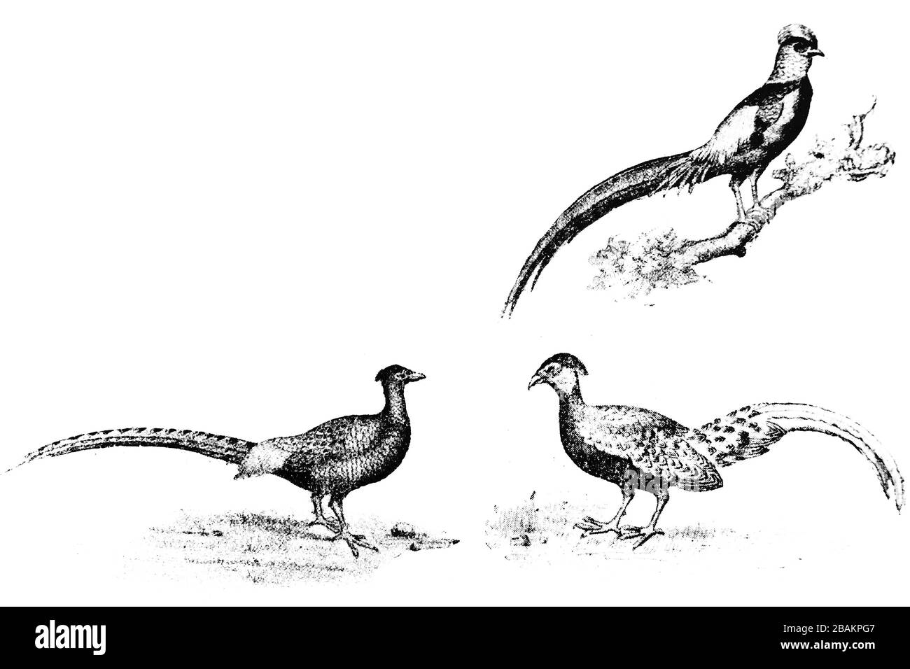PHEASANT - Vintage Engraved Illustration 1889 Stock Photo - Alamy