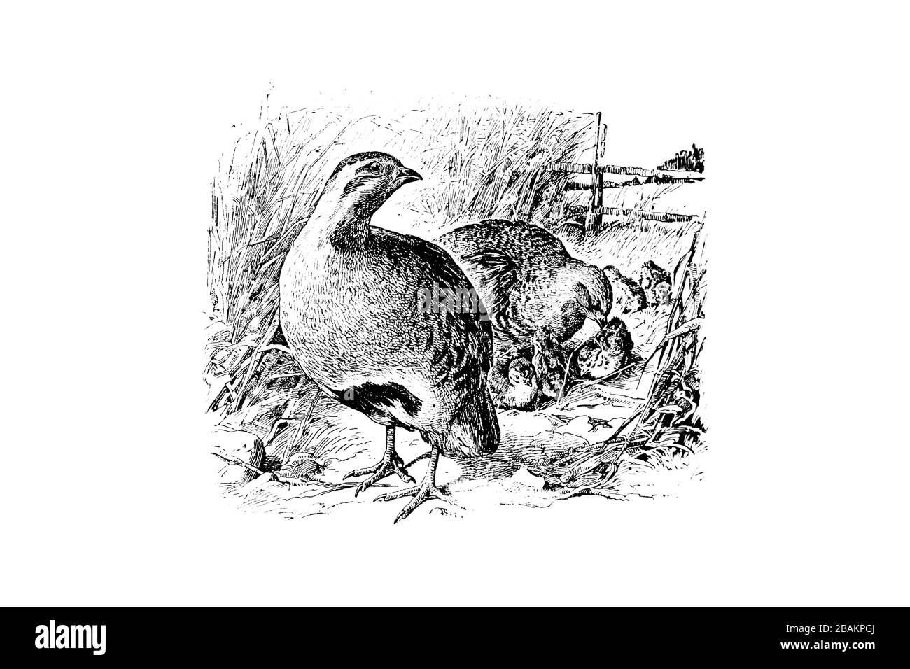 Partridge Bird Outline
