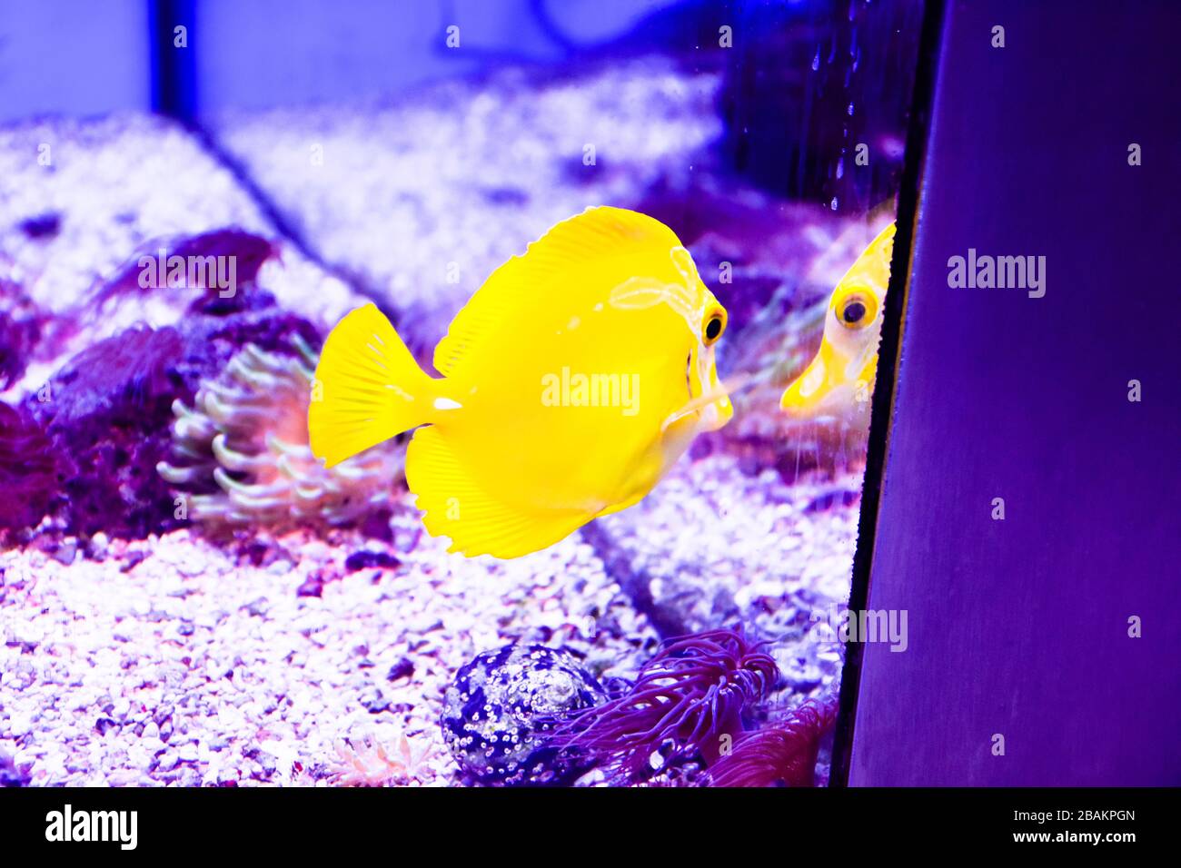 The yellow tang (Zebrasoma flavescens), salt water yellow aquarium fish ...