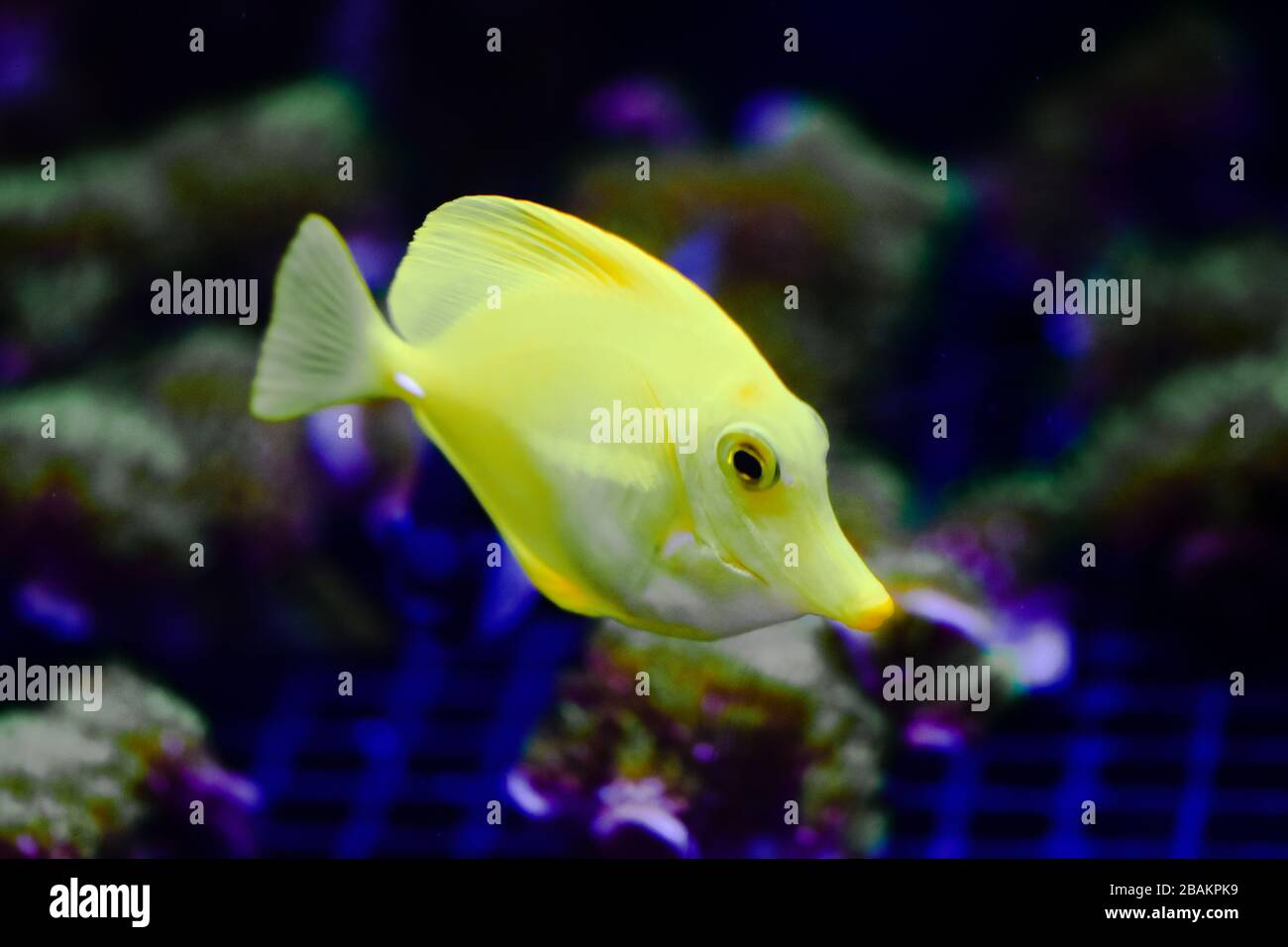 The yellow tang (Zebrasoma flavescens), salt water yellow aquarium fish ...