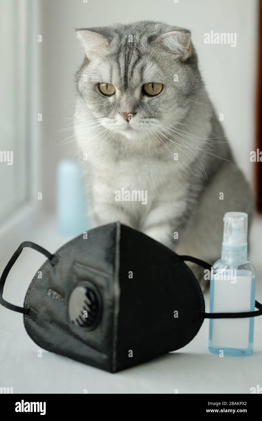 A gruff gray striped young cat sits on a windowsill near a black mask ...