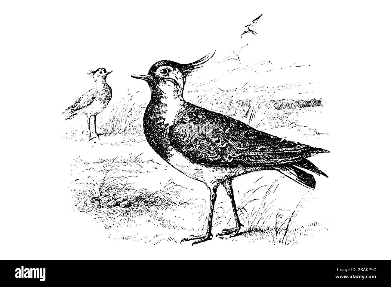 Peewit or mudlark Black and White Stock Photos & Images - Alamy