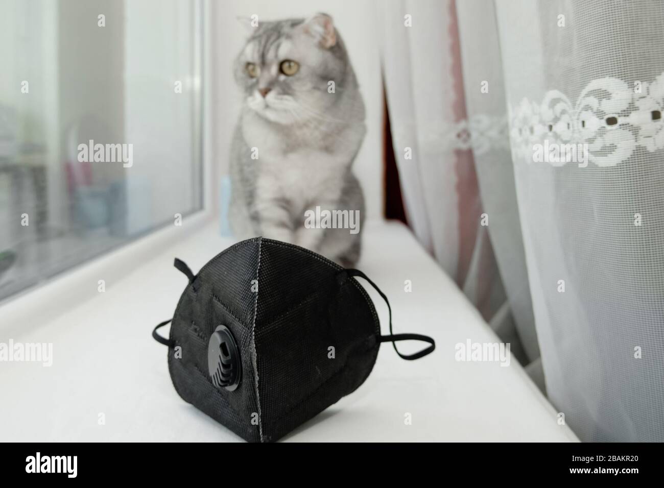 A gruff gray striped young cat sits on a windowsill near a black mask ...