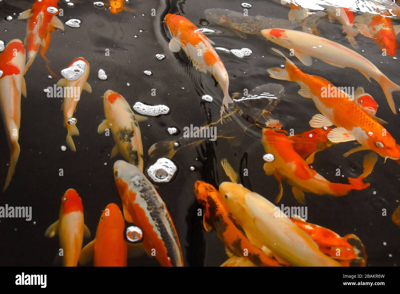 KOI Carp or nishikigoi. Colored varieties of Amur carp (Cyprinus ...