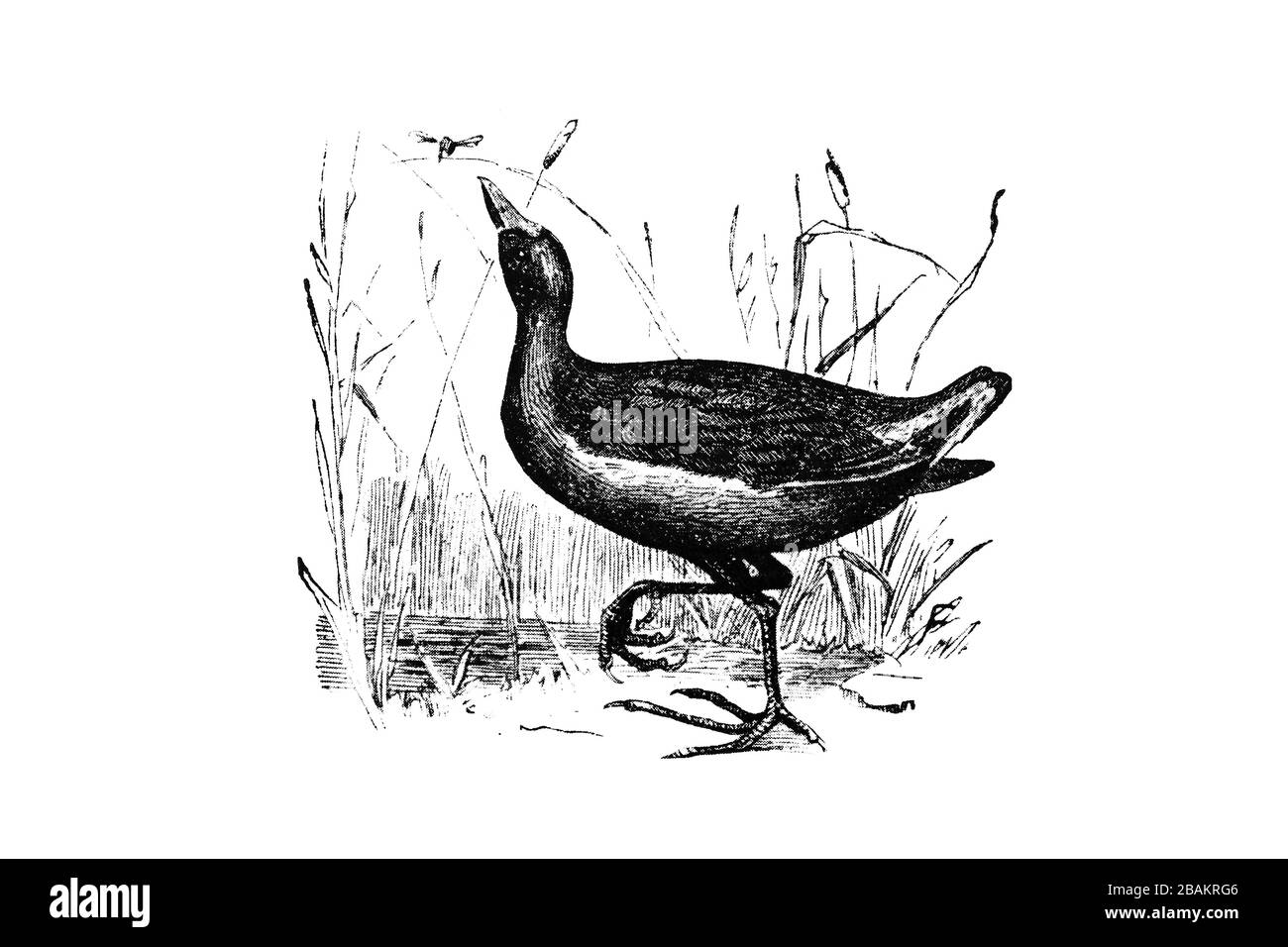 Common moorhen drawing hi-res stock photography and images - Alamy