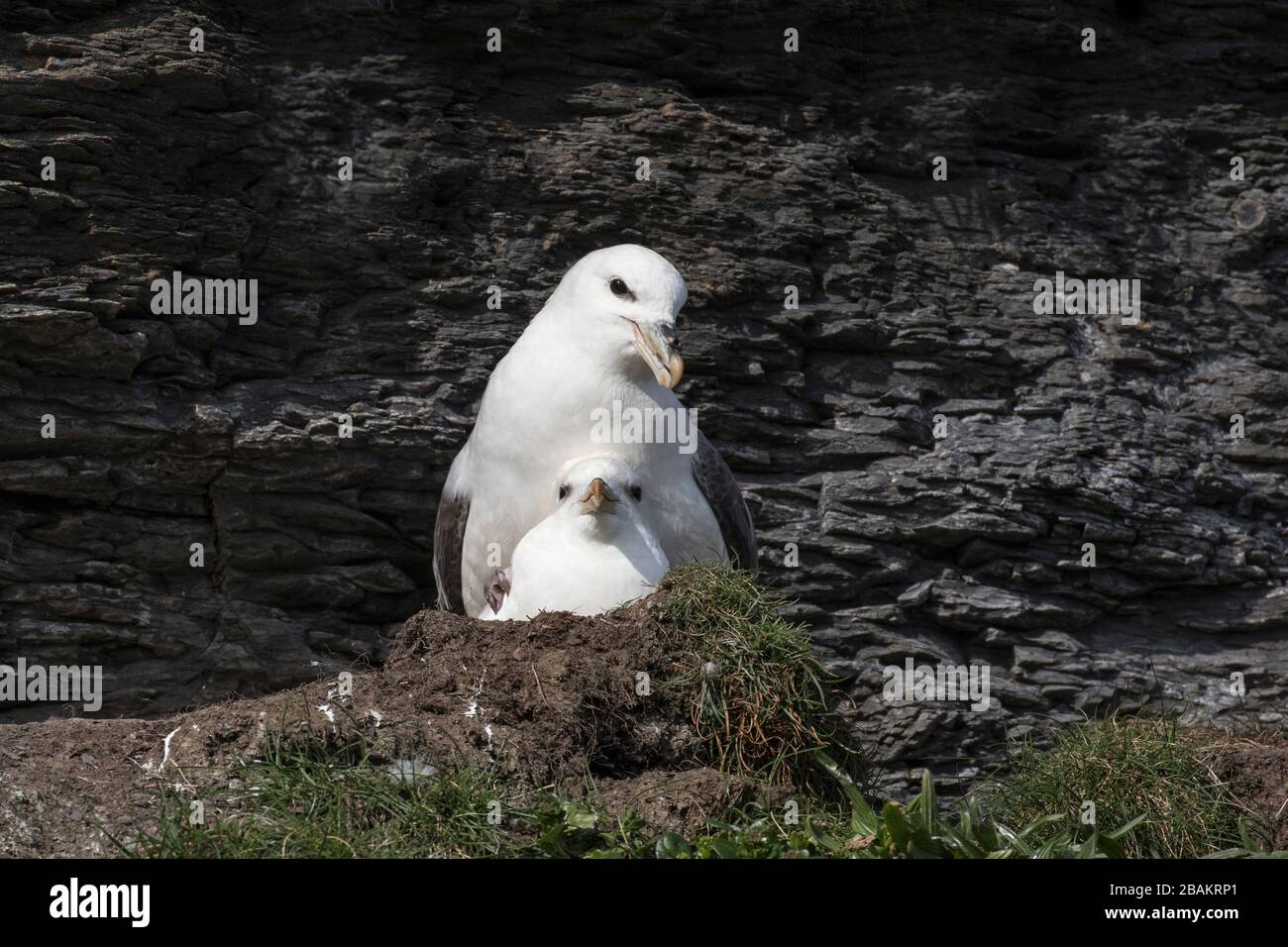 Mating in spring hi-res stock photography and images - Alamy