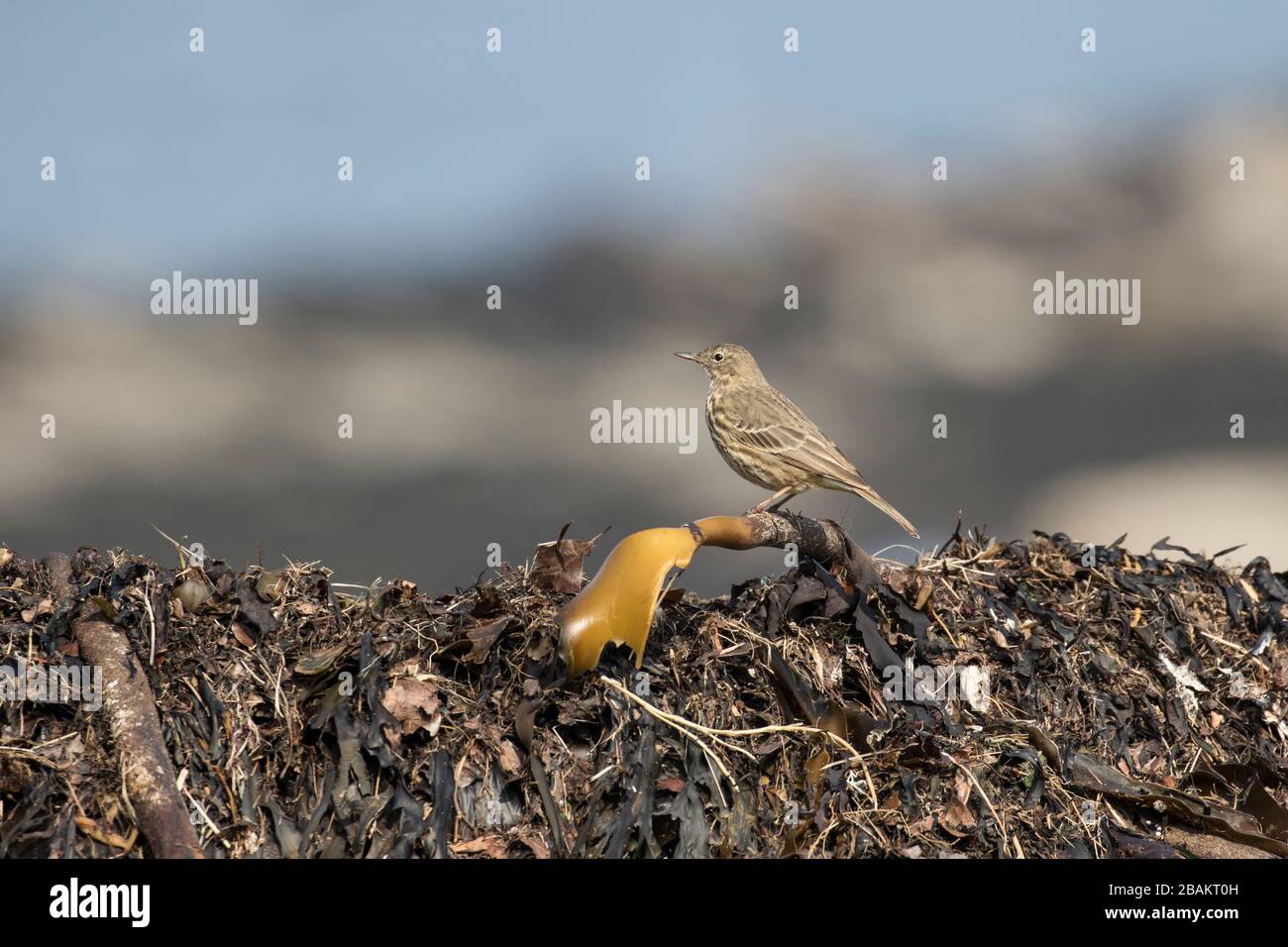 Rock pipit on beach hi-res stock photography and images - Alamy