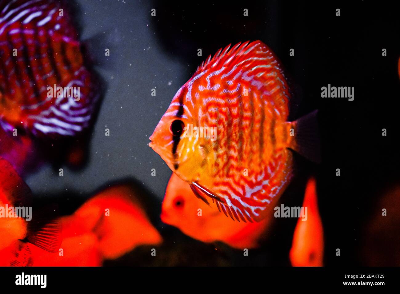 Freshwater aquarium fish symphysodon discus from Amazon river Stock ...