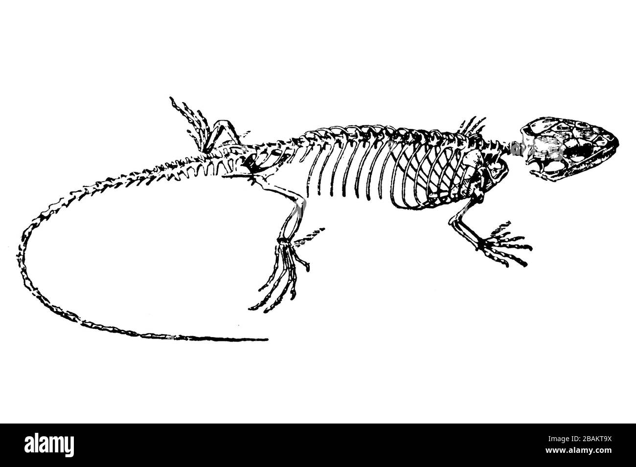 Lizard skeleton hi-res stock photography and images - Alamy