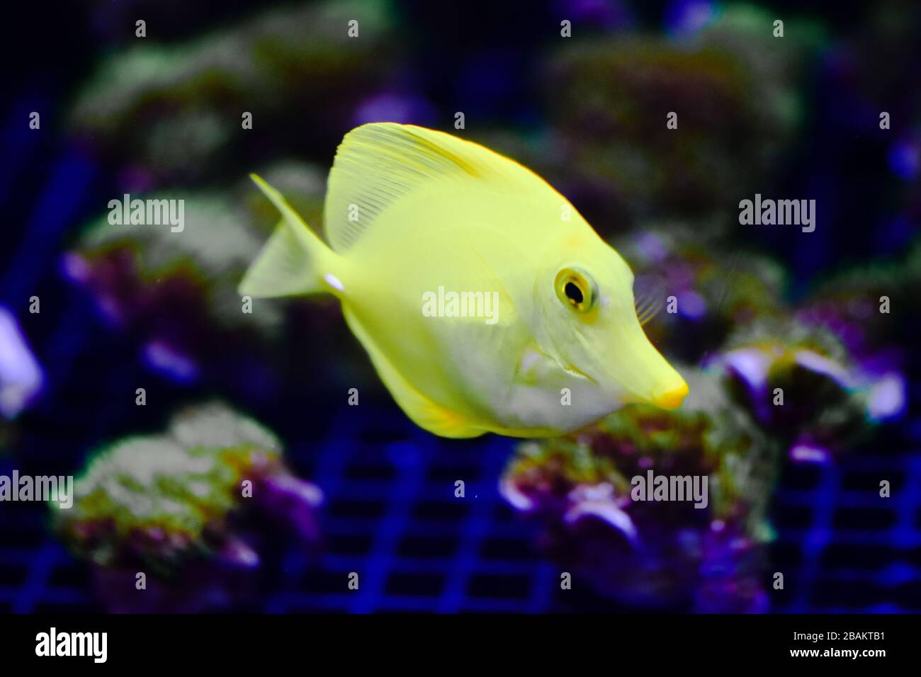 The yellow tang (Zebrasoma flavescens), salt water yellow aquarium fish ...